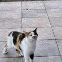 ColorfulCat @zombie - Vendora.bg