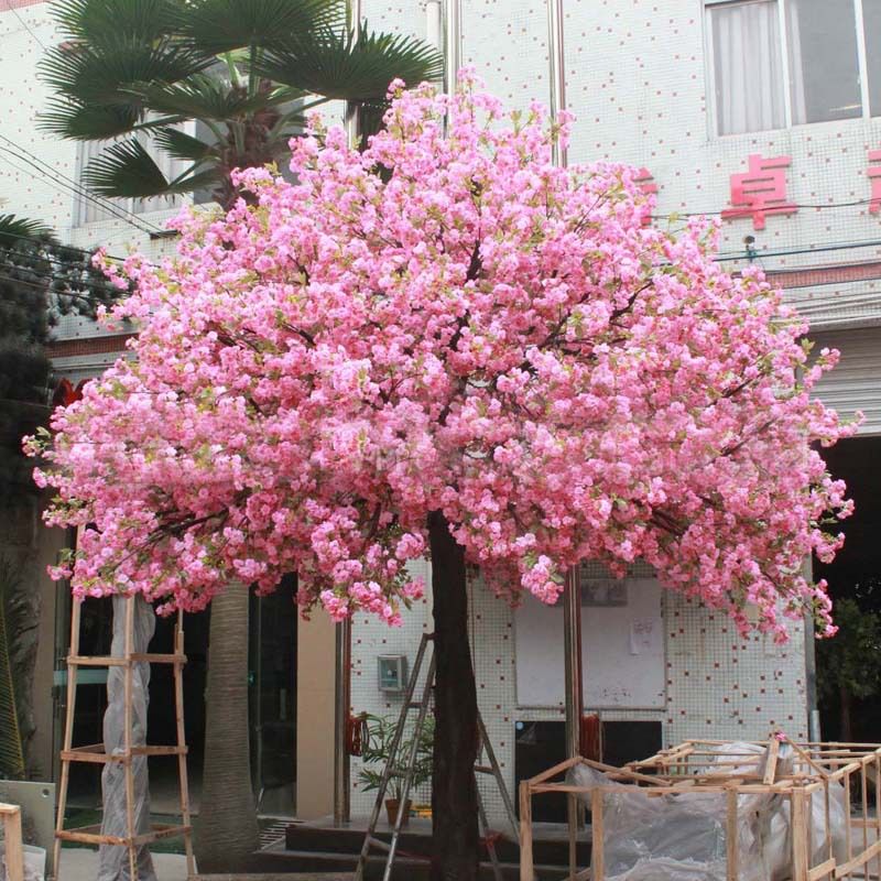 5 Σποροι Ροζ Ιαπωνικης Κερασιας Sakura - € 8,00 - Vendora